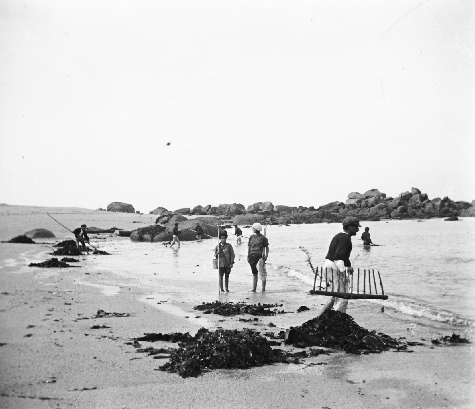 Photos anciennes - Ramassage du goémon - Pontusval