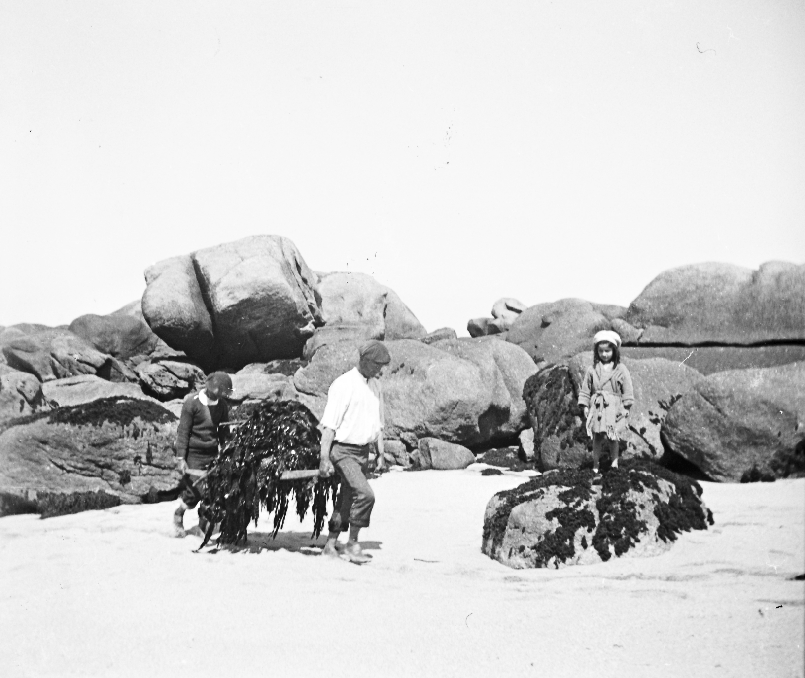 Photos anciennes - Ramassage du goémon - Pontusval
